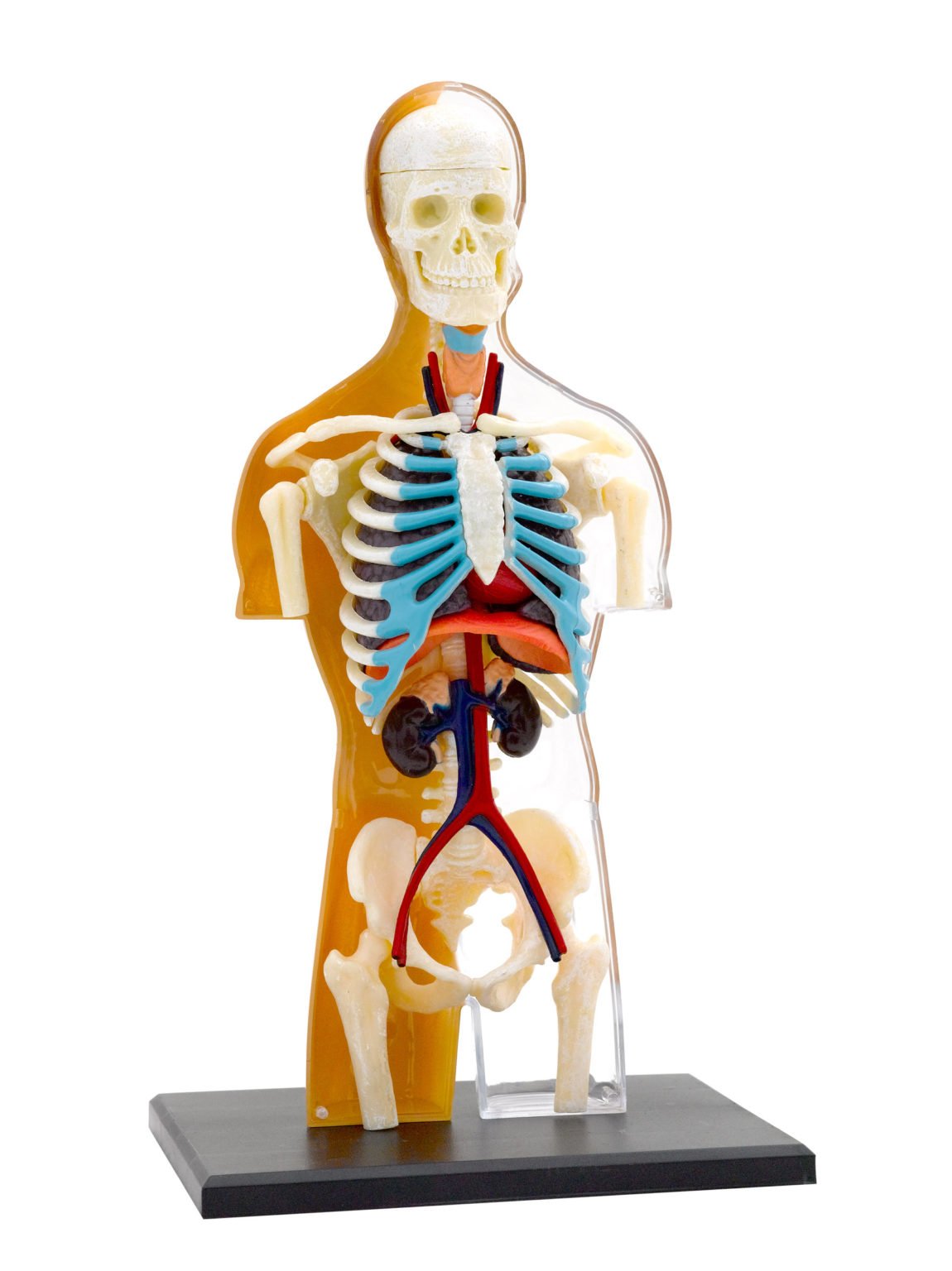 260830 Human Body Anatomy Model - THAMES & KOSMOS